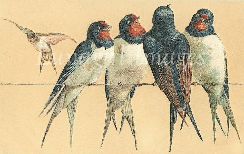 Victorian birds, vintage images birds, vintage bird art card – Lunagirl
