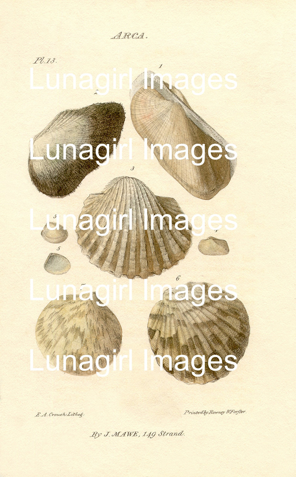 Antique Seashells, Vintage Seashells Art, vintage ephemera – Lunagirl
