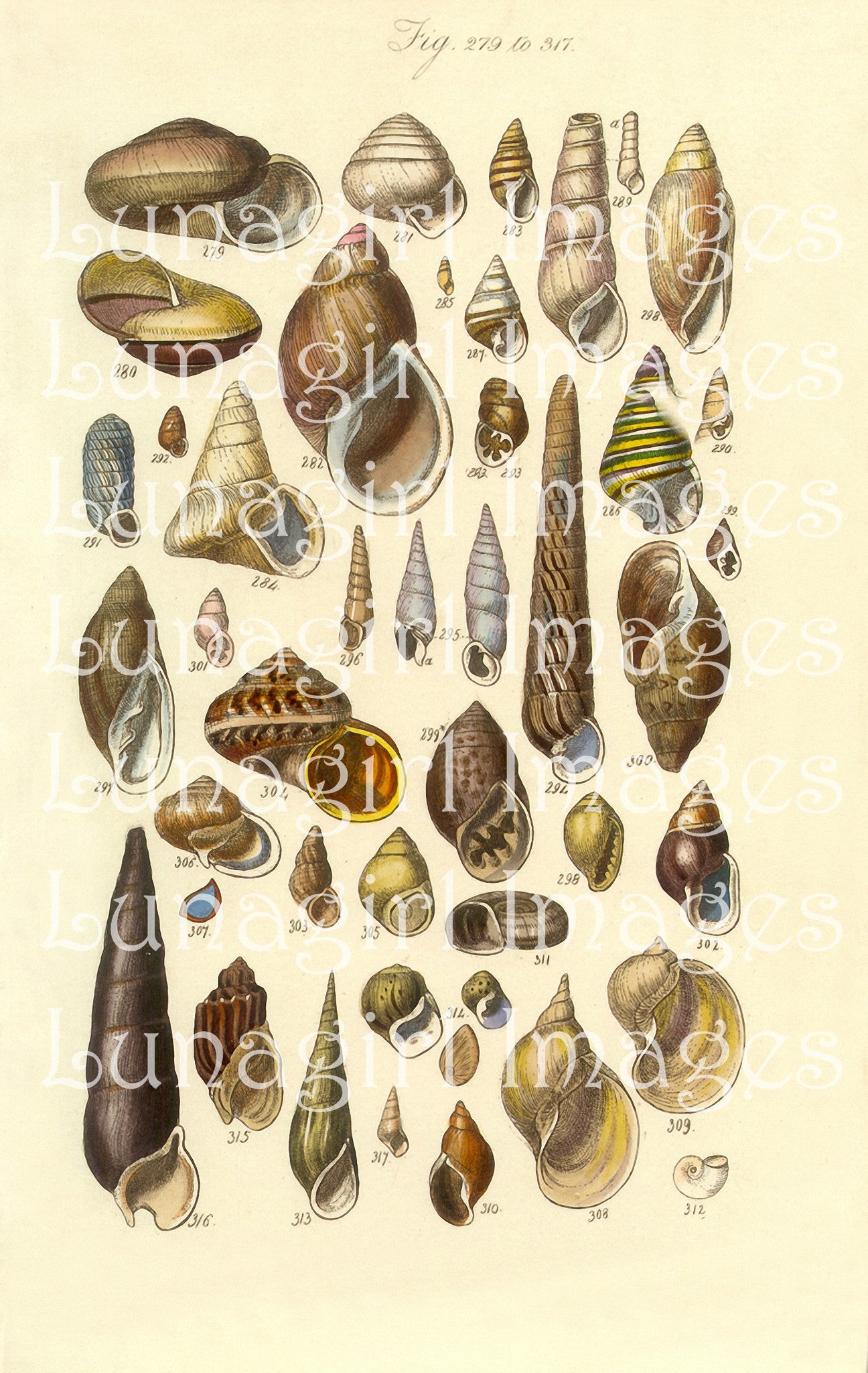 Antique Seashells, Vintage Seashells Art, vintage ephemera – Lunagirl