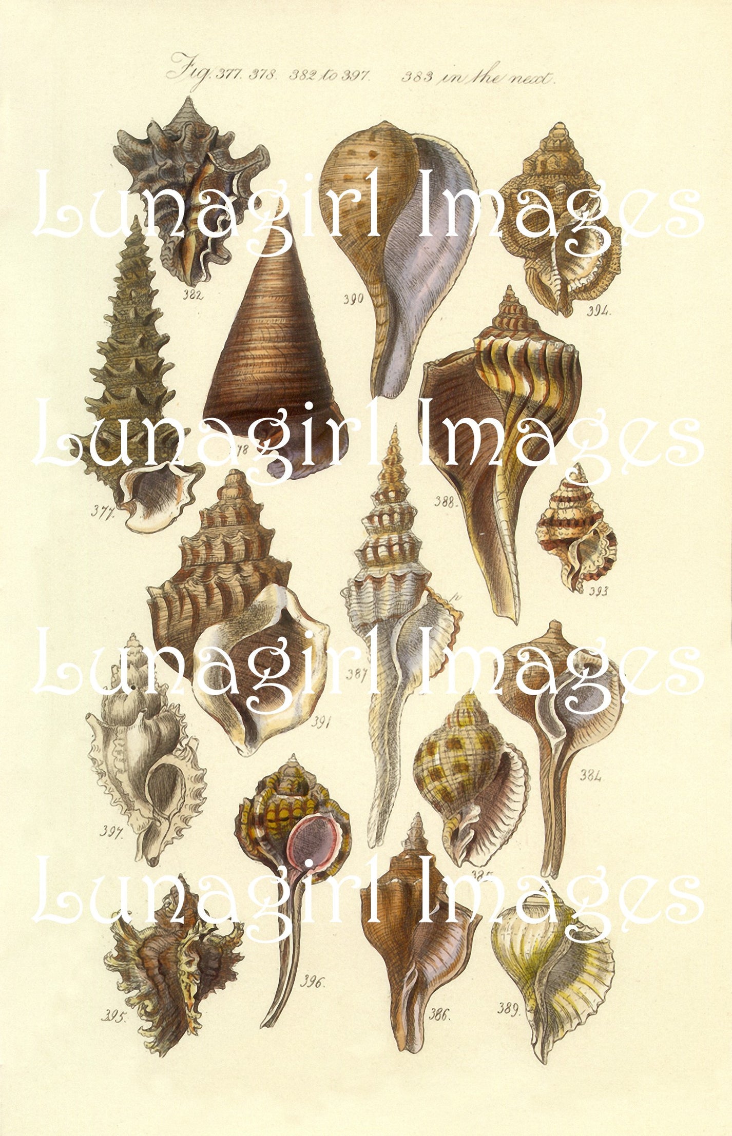 Antique Seashells, Vintage Seashells Art, vintage ephemera – Lunagirl