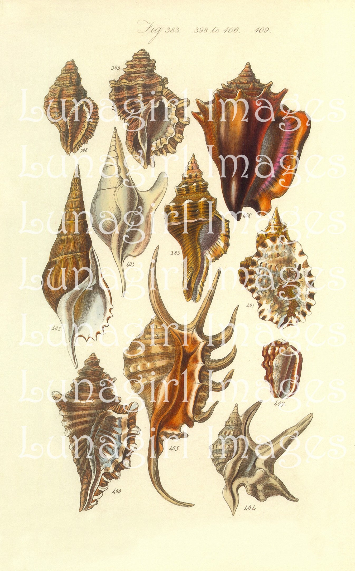 Antique Seashells, Vintage Seashells Art, vintage ephemera – Lunagirl
