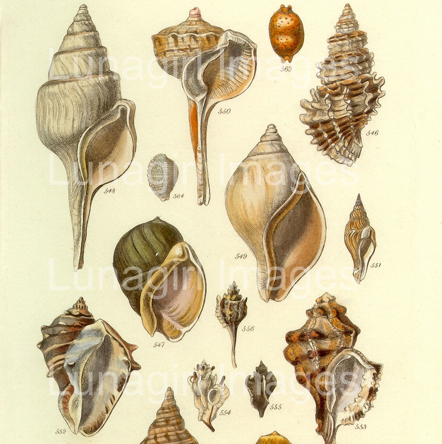 Antique Seashells, Vintage Seashells Art, vintage ephemera – Lunagirl